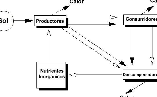 Flujo de Energía en el Cuerpo: La Clave para Aumentar la Actividad ...