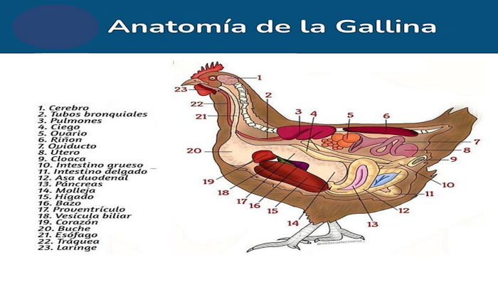 Descubre las partes de una gallina: Anatomía básica